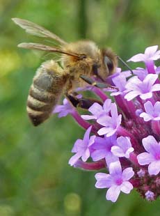 Martin Ridout publications