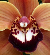 Martin Ridout editorial work