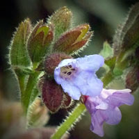 Martin Ridout research