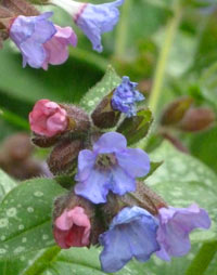 Martin Ridout research