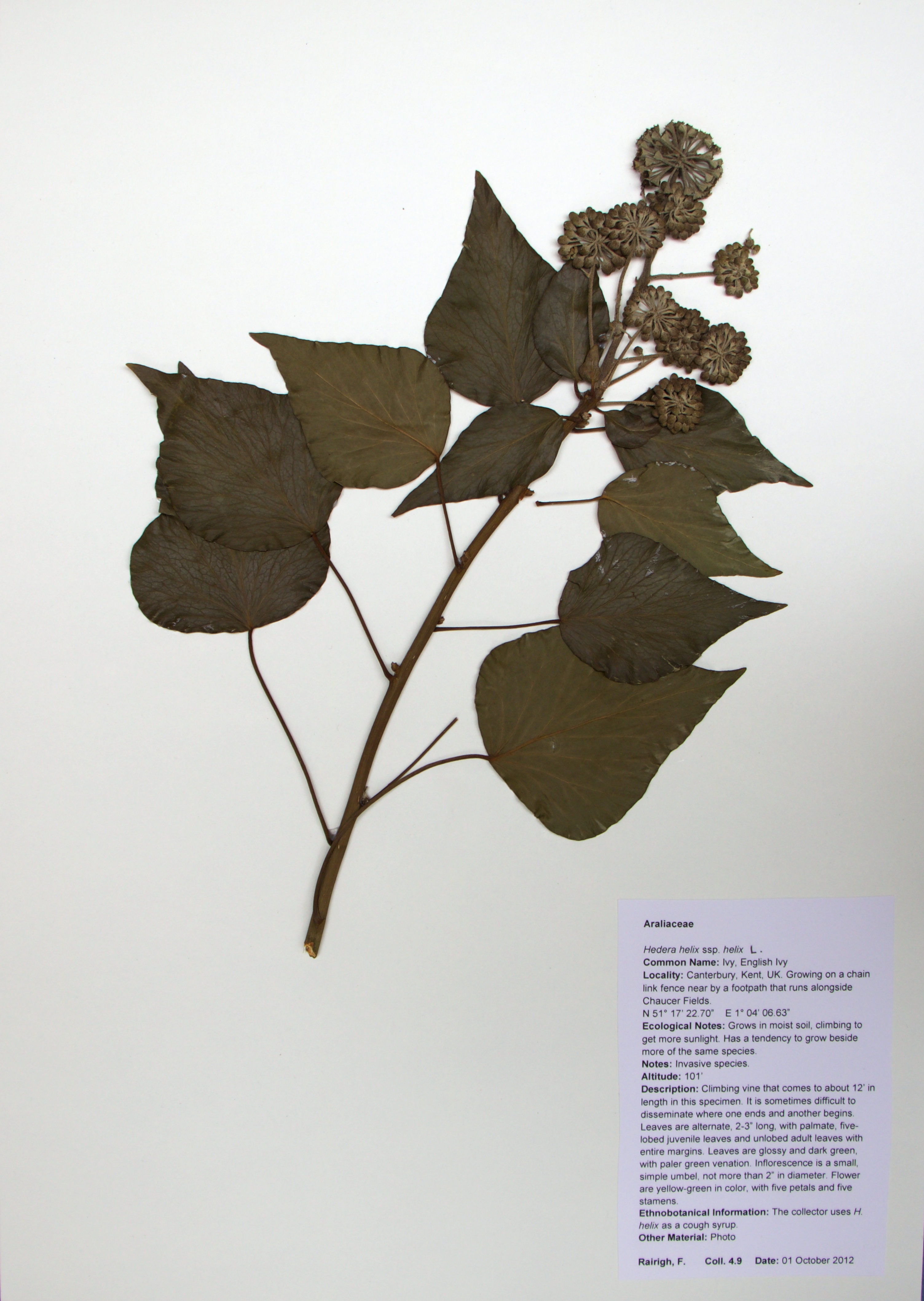 FR4.9 Hedera helix L. - Kent Ethnobotanical Herbarium