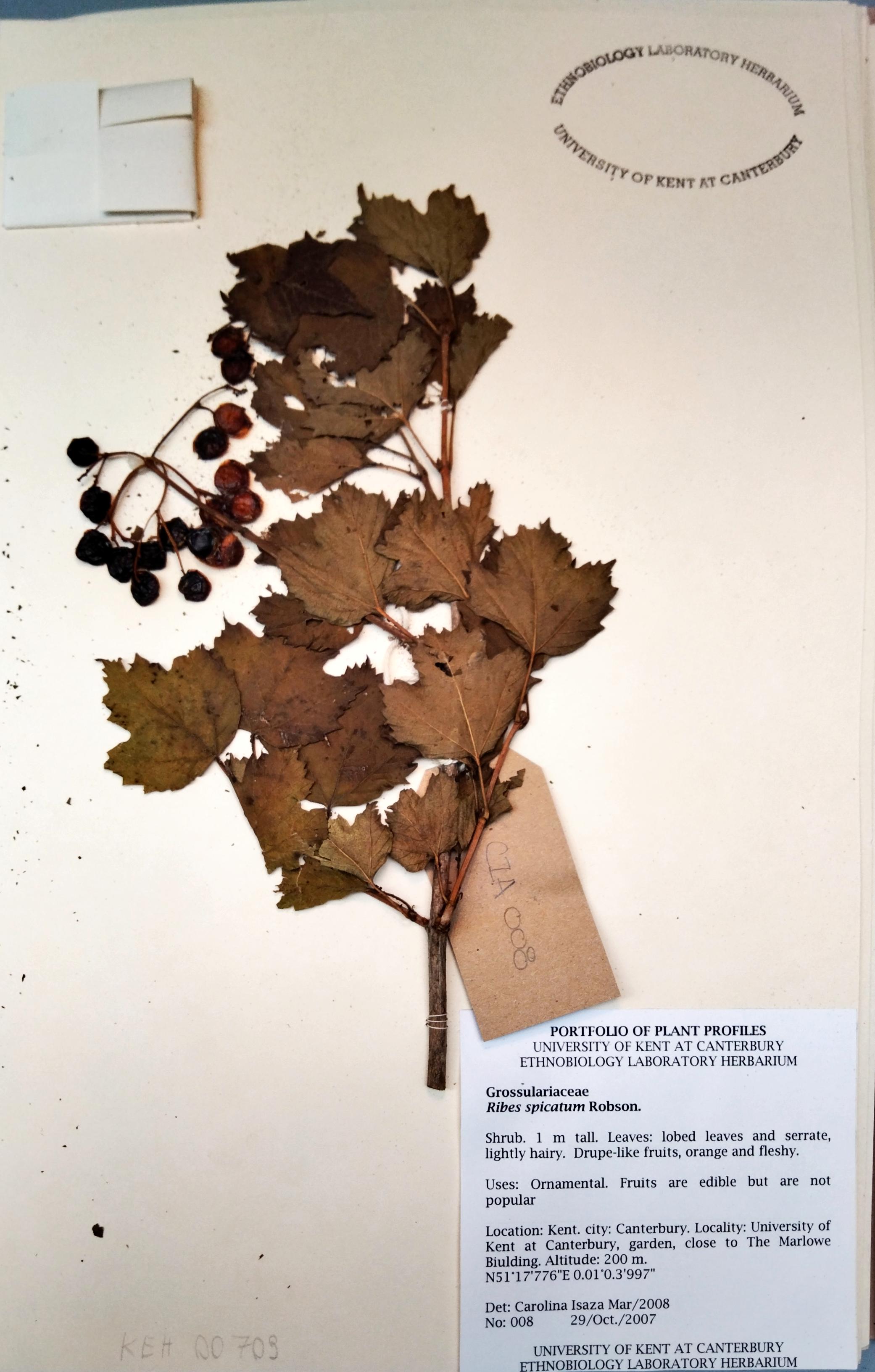 CIA008 Ribes spicatum Robson. - Kent Ethnobotanical Herbarium