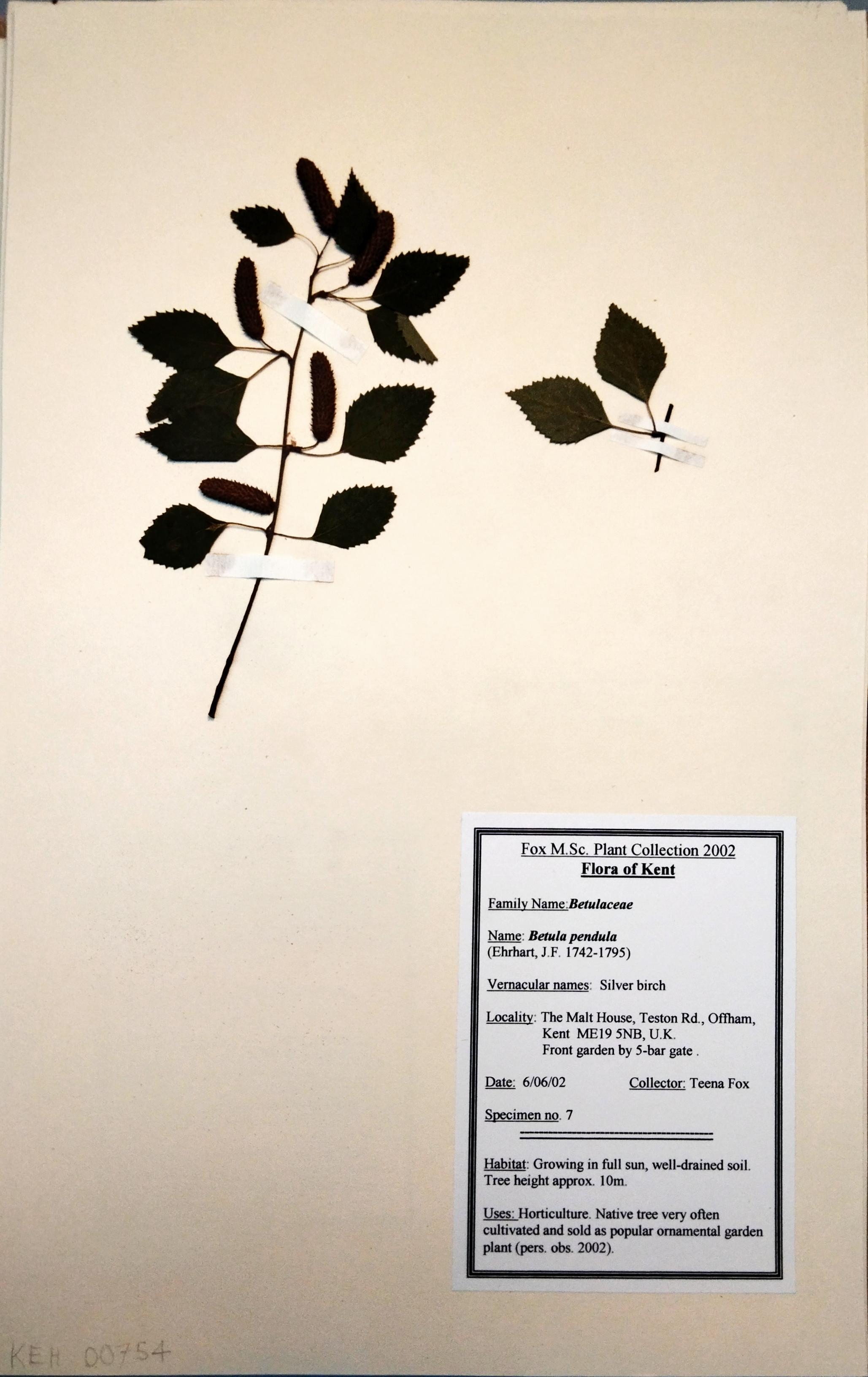 TF07 Betula pendula Roth. - Kent Ethnobotanical Herbarium