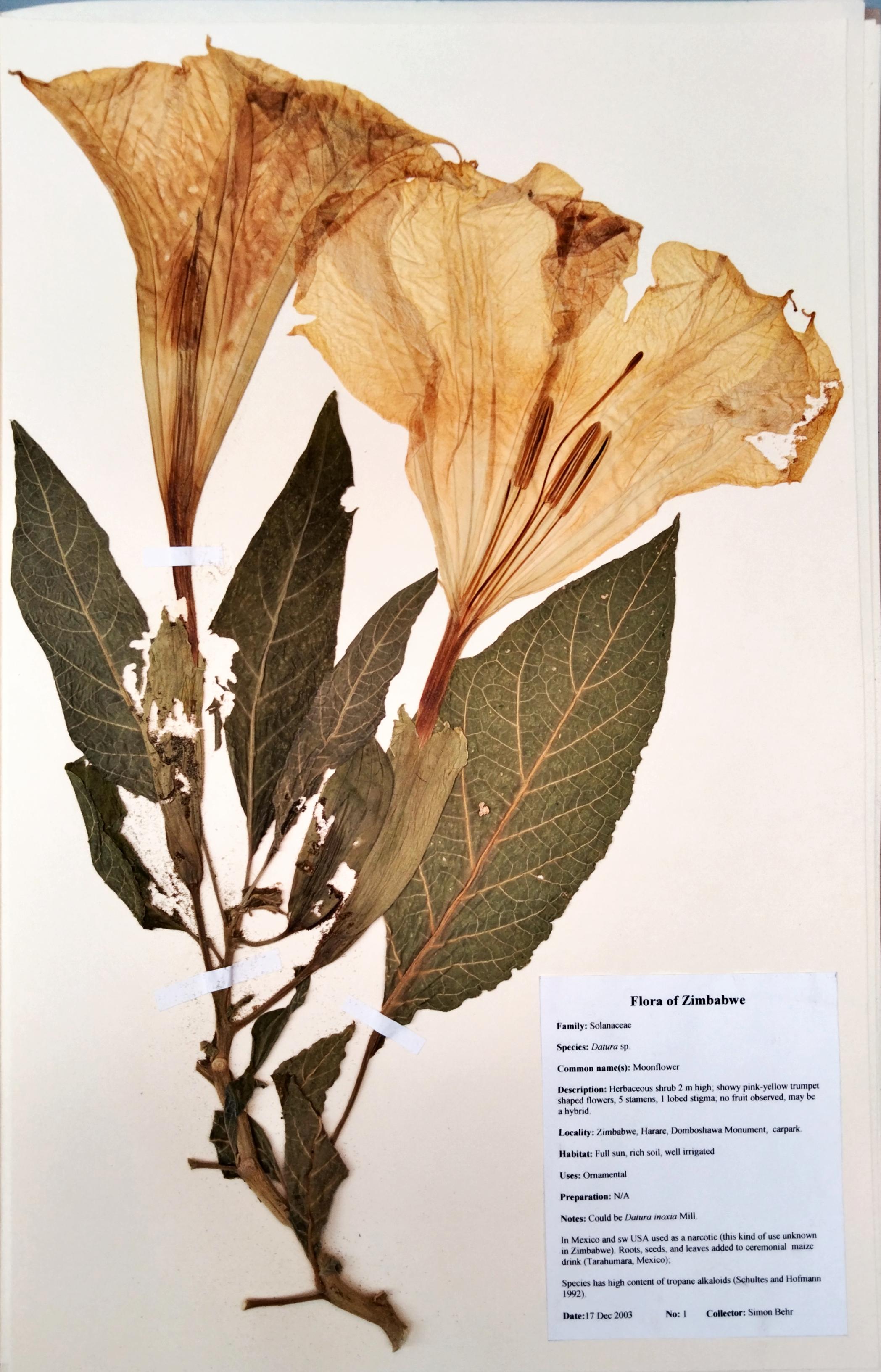 SB01 Datura spp. - Kent Ethnobotanical Herbarium