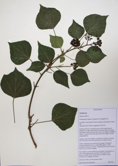 JMS10 Hedera helix L. - Kent Ethnobotanical Herbarium